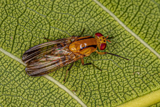 Lauxaniidae Bilder – Durchsuchen 125 Archivfotos, Vektorgrafiken und ...