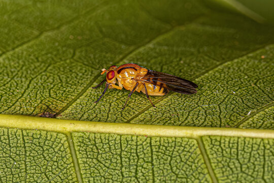Lauxaniidae bilder – Bläddra bland 125 stockfoton, vektorer och videor ...