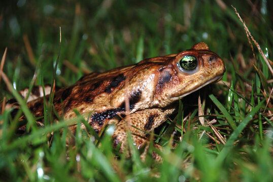 Sapo Bilder – Durchsuchen 2,482 Archivfotos, Vektorgrafiken und Videos ...