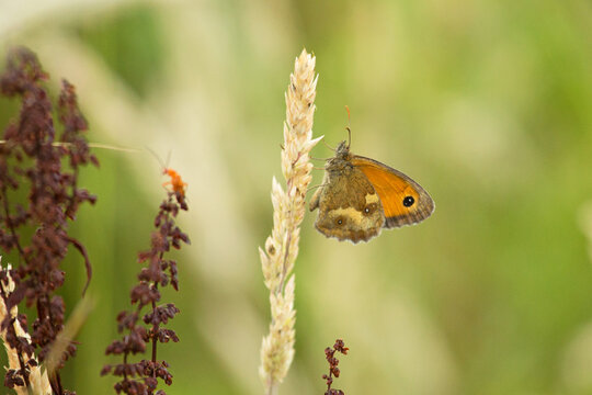 Gatekeeper Images – Browse 2,561 Stock Photos, Vectors, and Video ...