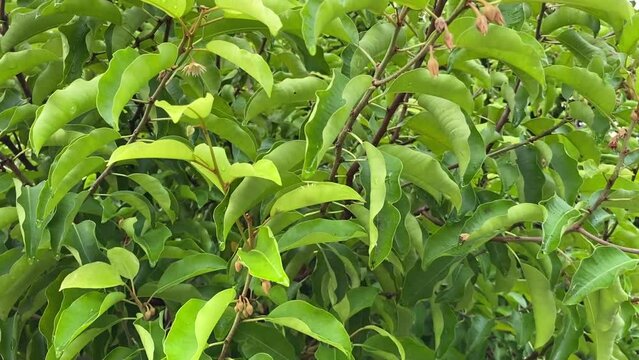 「Elengi」の画像 - 220 件の Stock 写真、ベクターおよびビデオ | Adobe Stock