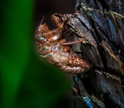 รูปภาพInsepto – เลือกดูภาพถ่ายสต็อก เวกเตอร์ และวิดีโอ4 | Adobe Stock