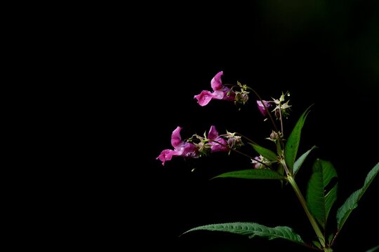 Balsam Bilder – Durchsuchen 21,257 Archivfotos, Vektorgrafiken und ...