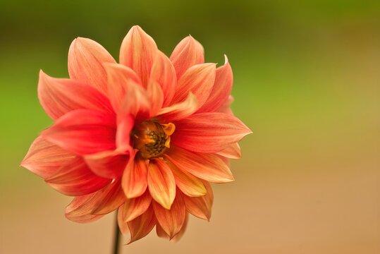 Pseudanthium Images – Browse 655,910 Stock Photos, Vectors, and Video ...