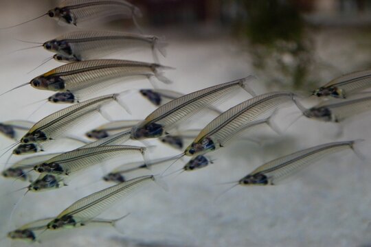 Imagens de Kryptopterus – Explore Fotografias do Stock, Vetores e ...