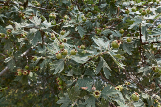 รูปภาพAzarole – เลือกดูภาพถ่ายสต็อก เวกเตอร์ และวิดีโอ184 | Adobe Stock