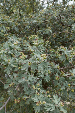 รูปภาพAzarole – เลือกดูภาพถ่ายสต็อก เวกเตอร์ และวิดีโอ113 | Adobe Stock