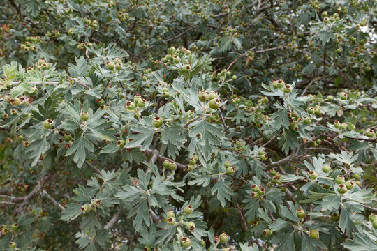 รูปภาพAzarole – เลือกดูภาพถ่ายสต็อก เวกเตอร์ และวิดีโอ184 | Adobe Stock