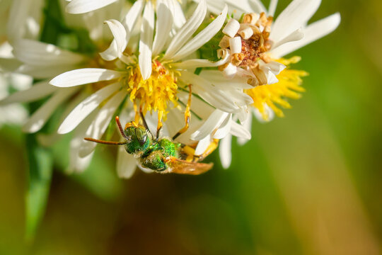 รูปภาพHalictidae – เลือกดูภาพถ่ายสต็อก เวกเตอร์ และวิดีโอ1,021 | Adobe ...