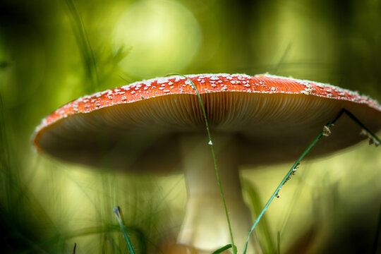 รูปภาพGiftpilz – เลือกดูภาพถ่ายสต็อก เวกเตอร์ และวิดีโอ14,265 | Adobe Stock