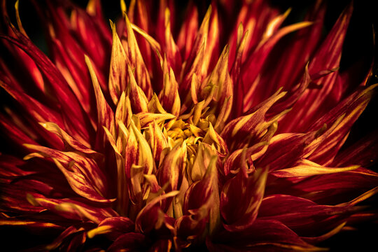 รูปภาพBrandwunde – เลือกดูภาพถ่ายสต็อก เวกเตอร์ และวิดีโอ8,160 | Adobe ...