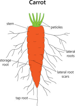 Carrot Diagram