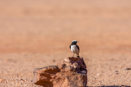 「Wheatear」の画像 - 7,831 件の Stock 写真、ベクターおよびビデオ | Adobe Stock