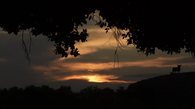"Osborne Stier" Bilder – Durchsuchen 82 Archivfotos, Vektorgrafiken und ...