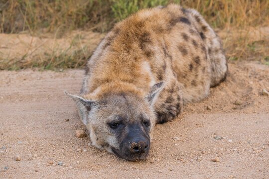 Spotted. Images – Browse 1,264,802 Stock Photos, Vectors, and Video ...