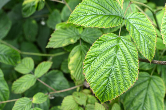 Framboise Bilder – Durchsuchen 62,409 Archivfotos, Vektorgrafiken und ...