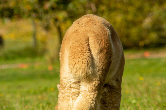 รูปภาพHintern – เลือกดูภาพถ่ายสต็อก เวกเตอร์ และวิดีโอ3,016 | Adobe Stock