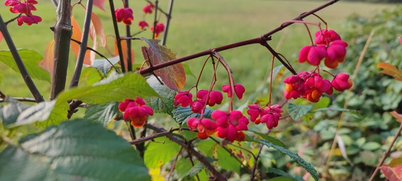 Pfaffe Bilder – Durchsuchen 2,692 Archivfotos, Vektorgrafiken und ...
