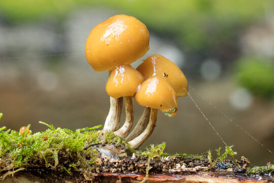 รูปภาพGiftpilz – เลือกดูภาพถ่ายสต็อก เวกเตอร์ และวิดีโอ13,903 | Adobe Stock
