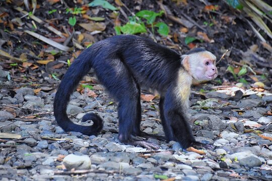 Cebidae Bilder – Durchsuchen 926 Archivfotos, Vektorgrafiken und Videos ...