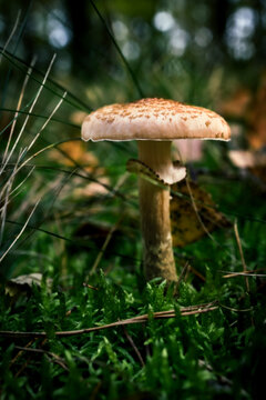 Kania bilder – Bläddra bland 434 stockfoton, vektorer och videor ...