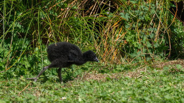 Pukeko Bilder – Durchsuchen 1,220 Archivfotos, Vektorgrafiken und ...