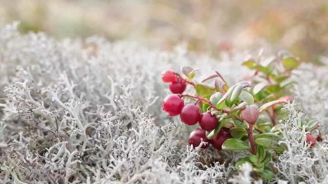 Mooseberry Bilder – Durchsuchen 9,843 Archivfotos, Vektorgrafiken und ...