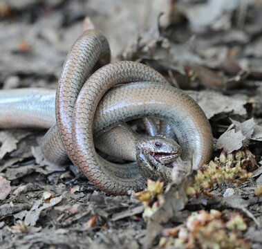 Slow-Worm Images – Browse 2,300 Stock Photos, Vectors, and Video ...