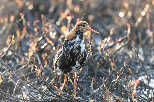 Brushane bilder – Bläddra bland 11,330 stockfoton, vektorer och videor ...