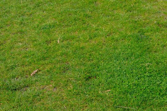 Imágenes de Trawa: descubre bancos de fotos, ilustraciones, vectores y ...