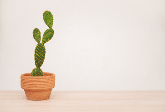 Cactus On Desk Images – Browse 31,607 Stock Photos, Vectors, and Video ...