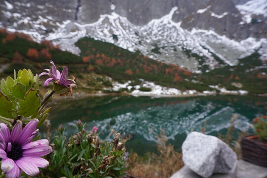 Plese Images – Browse 61 Stock Photos, Vectors, and Video | Adobe Stock