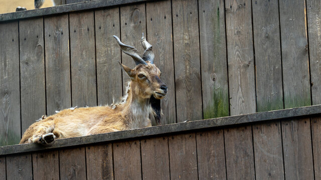 Markhoor bilder – Bläddra bland 1,630 stockfoton, vektorer och videor ...
