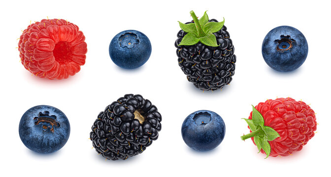Wildbeeren Bilder – Durchsuchen 242,033 Archivfotos, Vektorgrafiken und ...