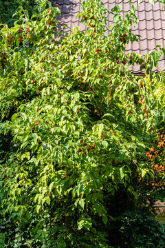 Imágenes de Dogberry-Tree: descubre bancos de fotos, ilustraciones ...