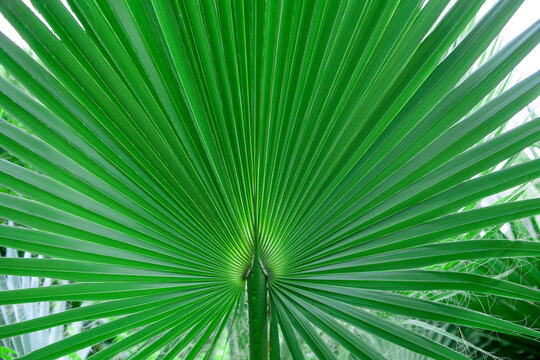 Anahaw Leaf Coloring Pages