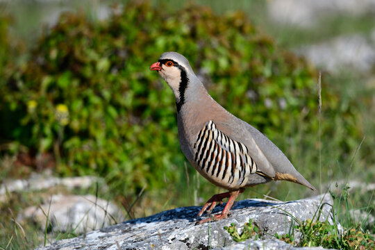 "Rock Partridge" Images – Browse 303 Stock Photos, Vectors, and Video ...
