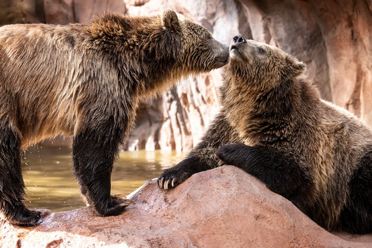 Baribal Images – Browse 19,345 Stock Photos, Vectors, and Video | Adobe ...