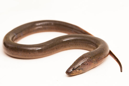 Asian Swamp Eel Native Land