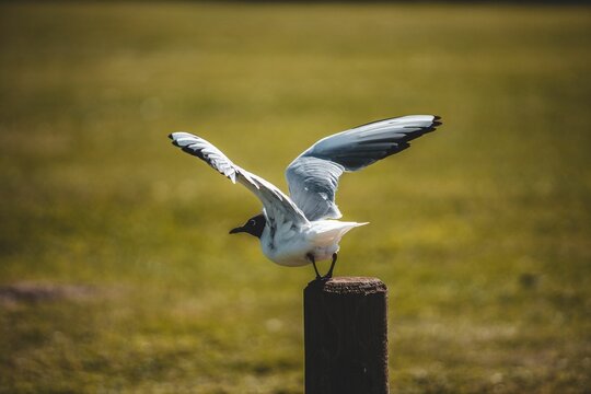 Bird Fly Away Bilder – Durchsuchen 24,035 Archivfotos, Vektorgrafiken ...