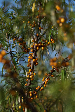 "Hippophae Rhamnoides" Images – Browse 36,251 Stock Photos, Vectors ...