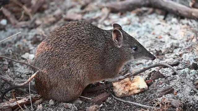 Bandicoot Images – Browse 459 Stock Photos, Vectors, and Video | Adobe ...