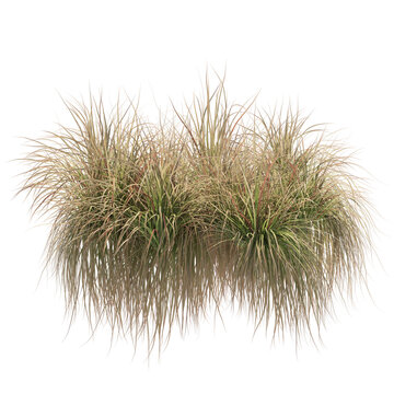 "Spear Grass" Images – Browse 918 Stock Photos, Vectors, and Video ...