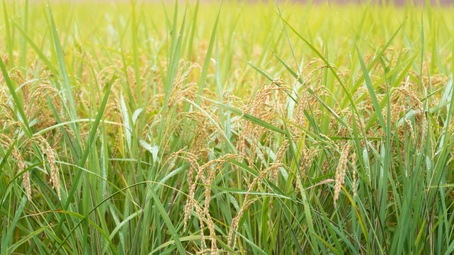 Raice Images – Browse 35 Stock Photos, Vectors, and Video | Adobe Stock