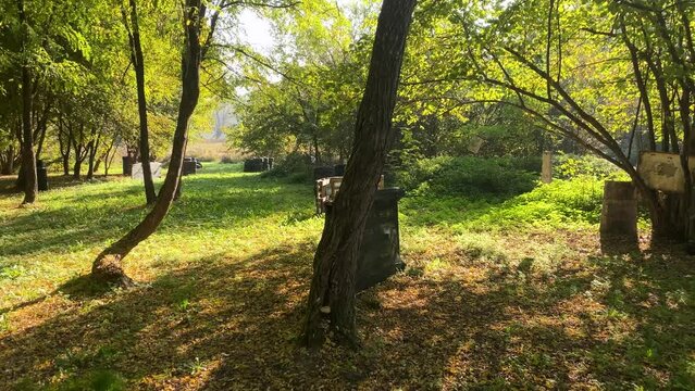 Bushball bilder – Bläddra bland 112 stockfoton, vektorer och videor ...