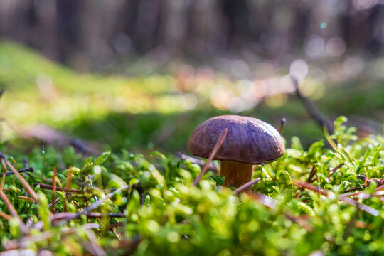 Maronenpilz Bilder – Durchsuchen 3,687 Archivfotos, Vektorgrafiken und ...