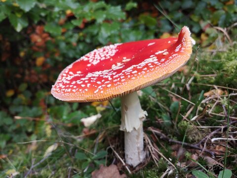 Giftpilz bilder – Bläddra bland 14,073 stockfoton, vektorer och videor ...