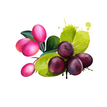 รูปภาพKaramda – เลือกดูภาพถ่ายสต็อก เวกเตอร์ และวิดีโอ11 | Adobe Stock