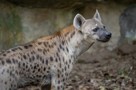 Spotted-Hyena Bilder – Durchsuchen 247 Archivfotos, Vektorgrafiken und ...