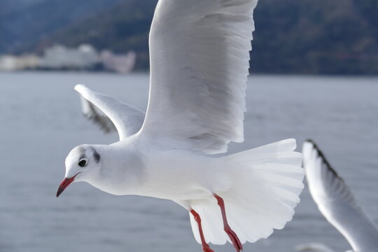 Imágenes de Seagul: descubre bancos de fotos, ilustraciones, vectores y ...